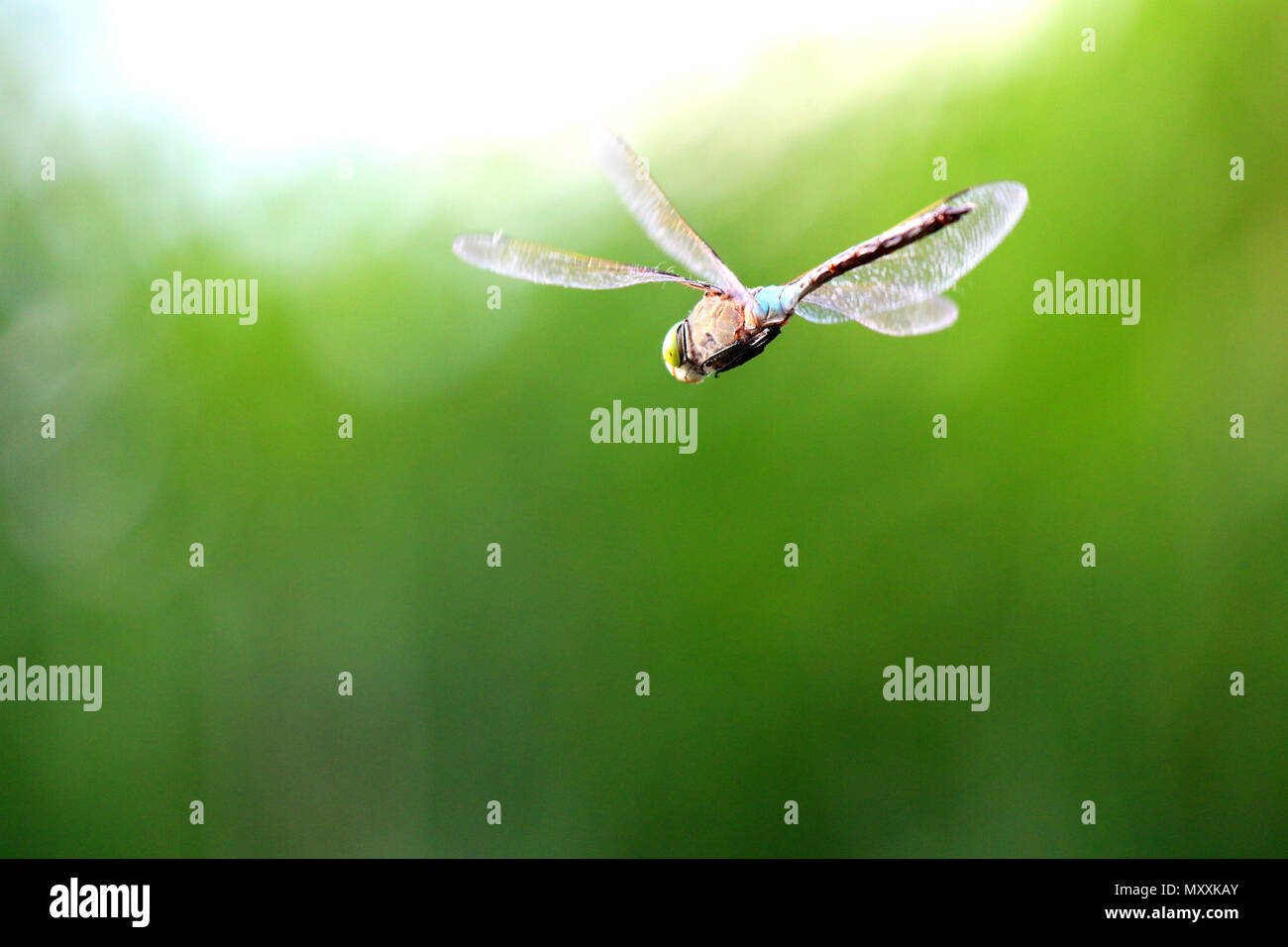 Close look of a flying dragonfly in the air. Very unique moment and ...
