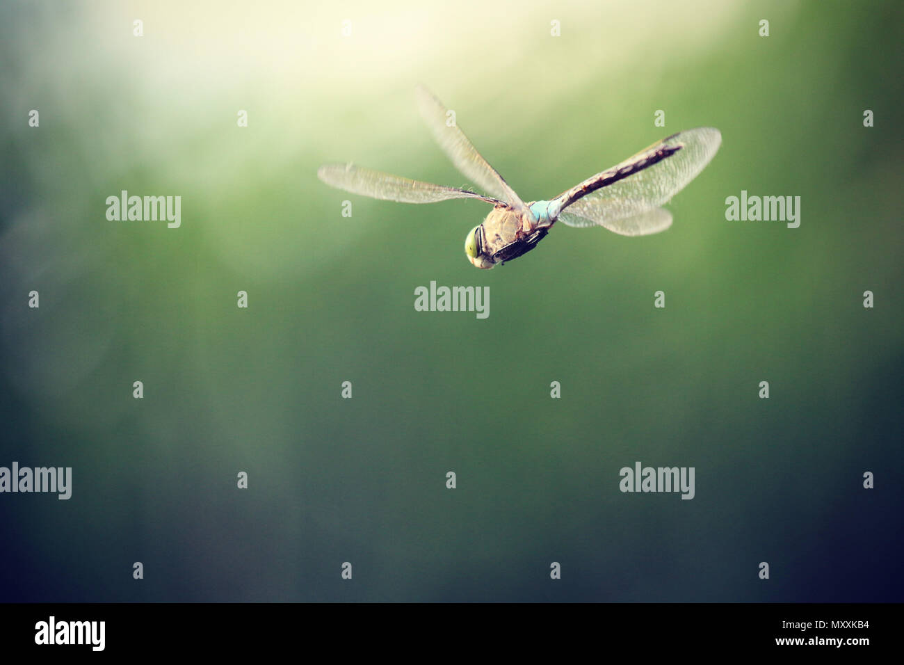 Close look of a flying dragonfly in the air. Very unique moment and ...