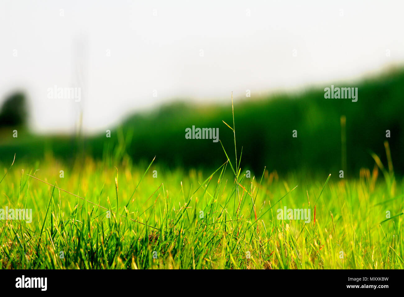 Halm hi-res stock photography and images - Alamy