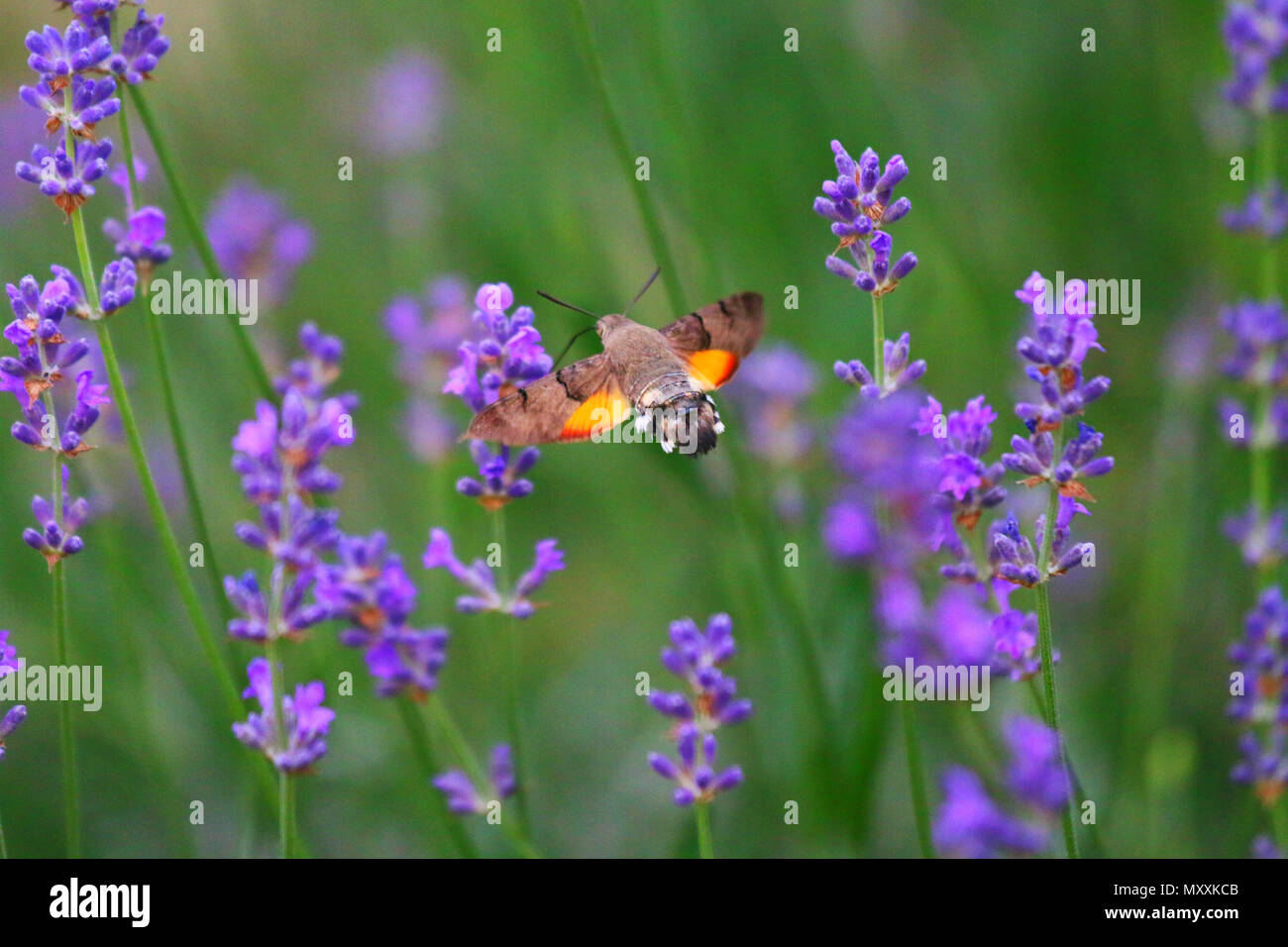 Close look of a flying bug collecting pollen from a levander flower ...