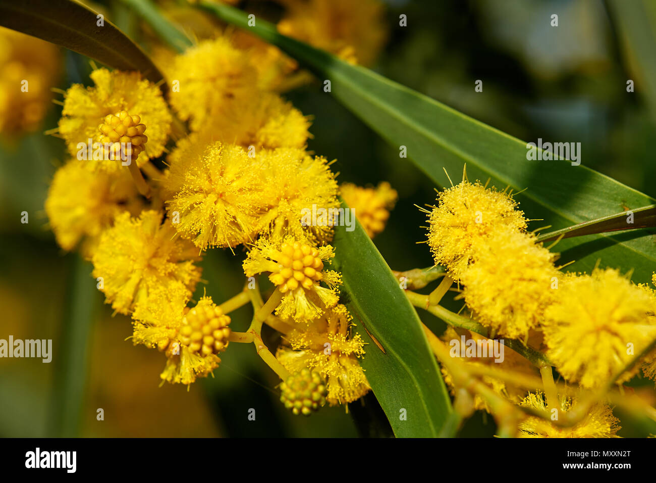 Stinkweed hi-res stock photography and images - Alamy