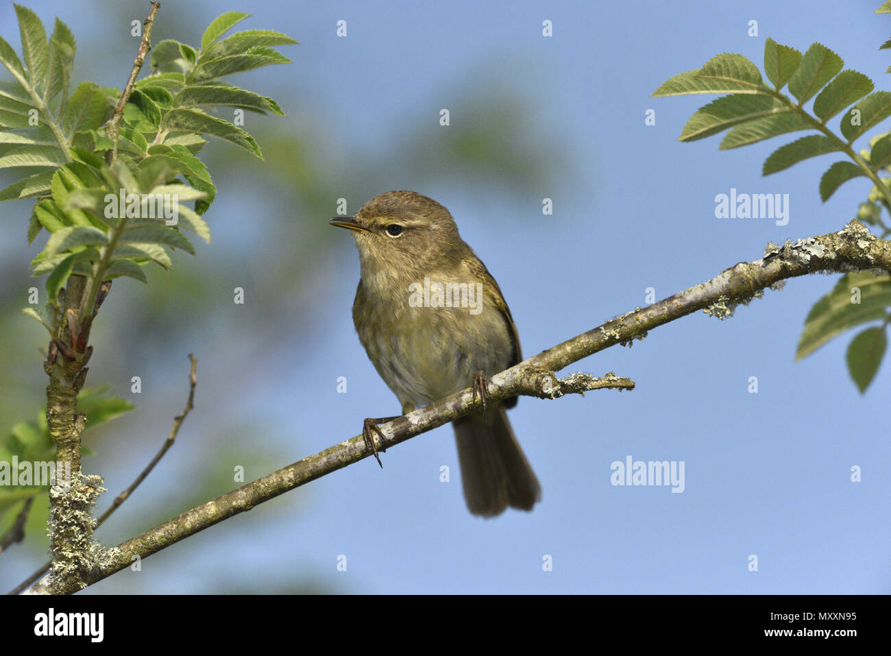Phylloscopus Collybita Stock Photos & Phylloscopus Collybita Stock ...