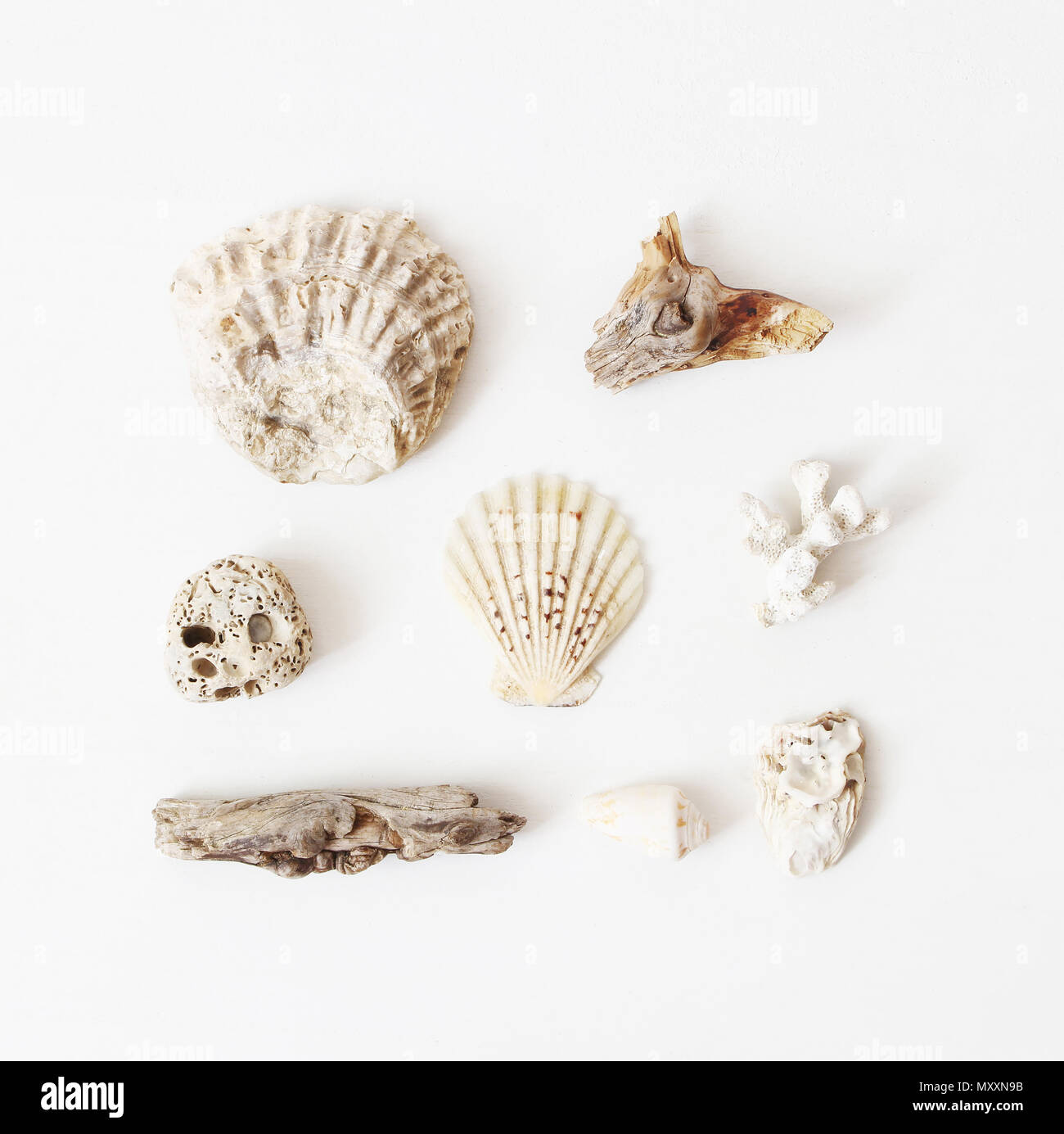 Composition of exotic seashells, oyster, coral, pebble stone and ...