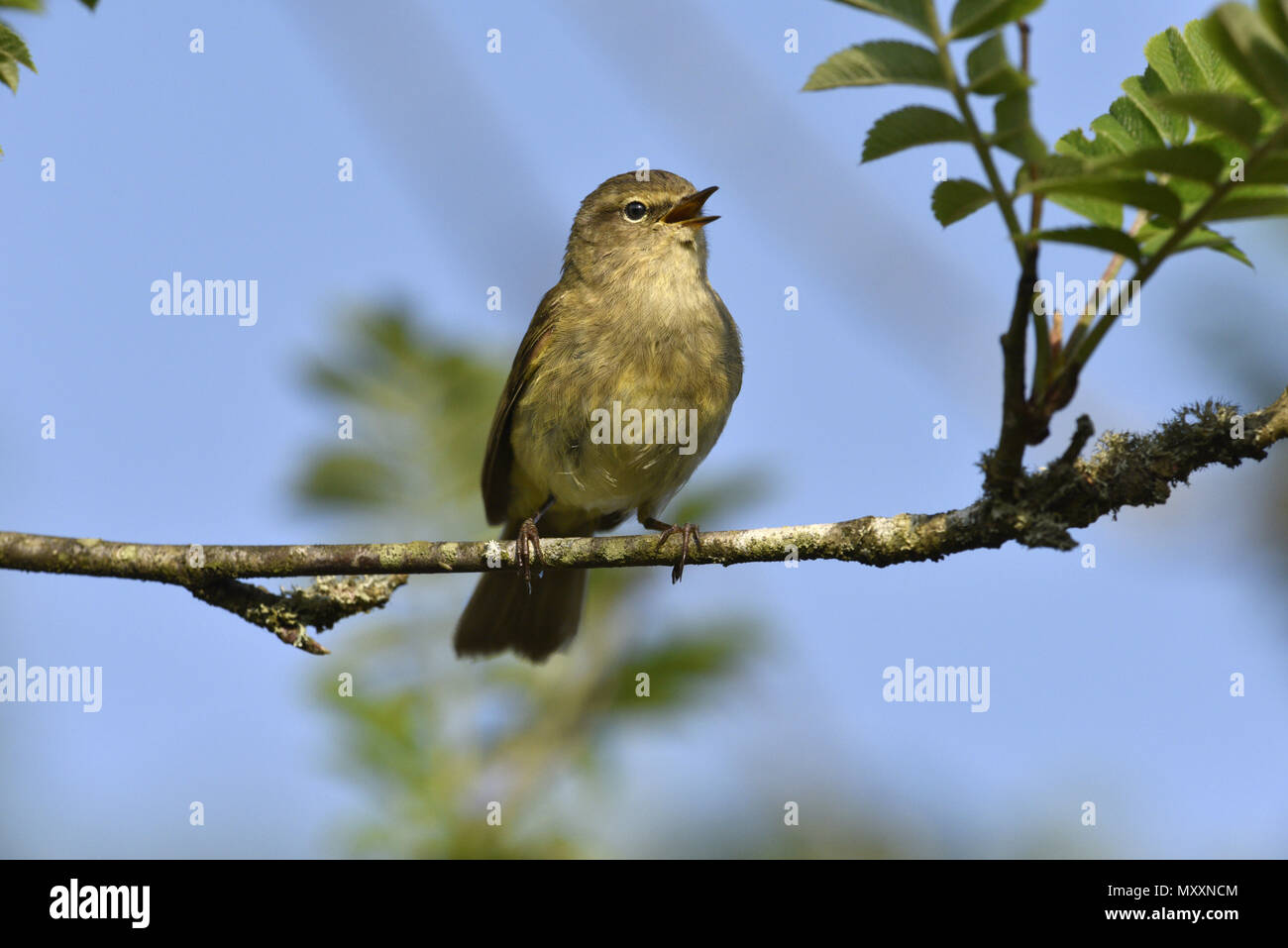 Phylloscopus collybita hi-res stock photography and images - Alamy
