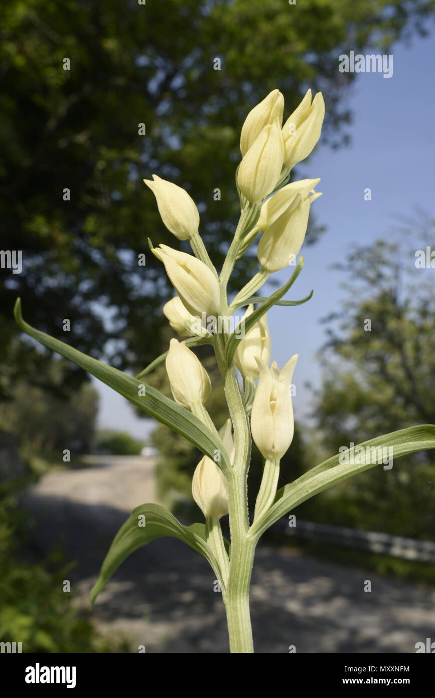 Helleborine High Resolution Stock Photography and Images - Alamy