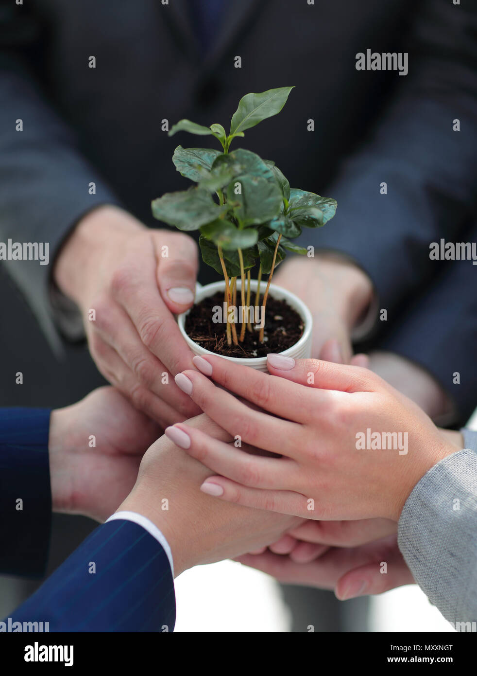 close up.a fragile little sprout in the hands of the business team ...