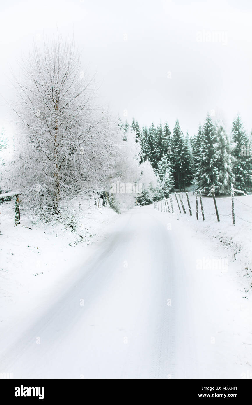 Snowy road, tree and spruce tree forest covered by fresh snow during ...