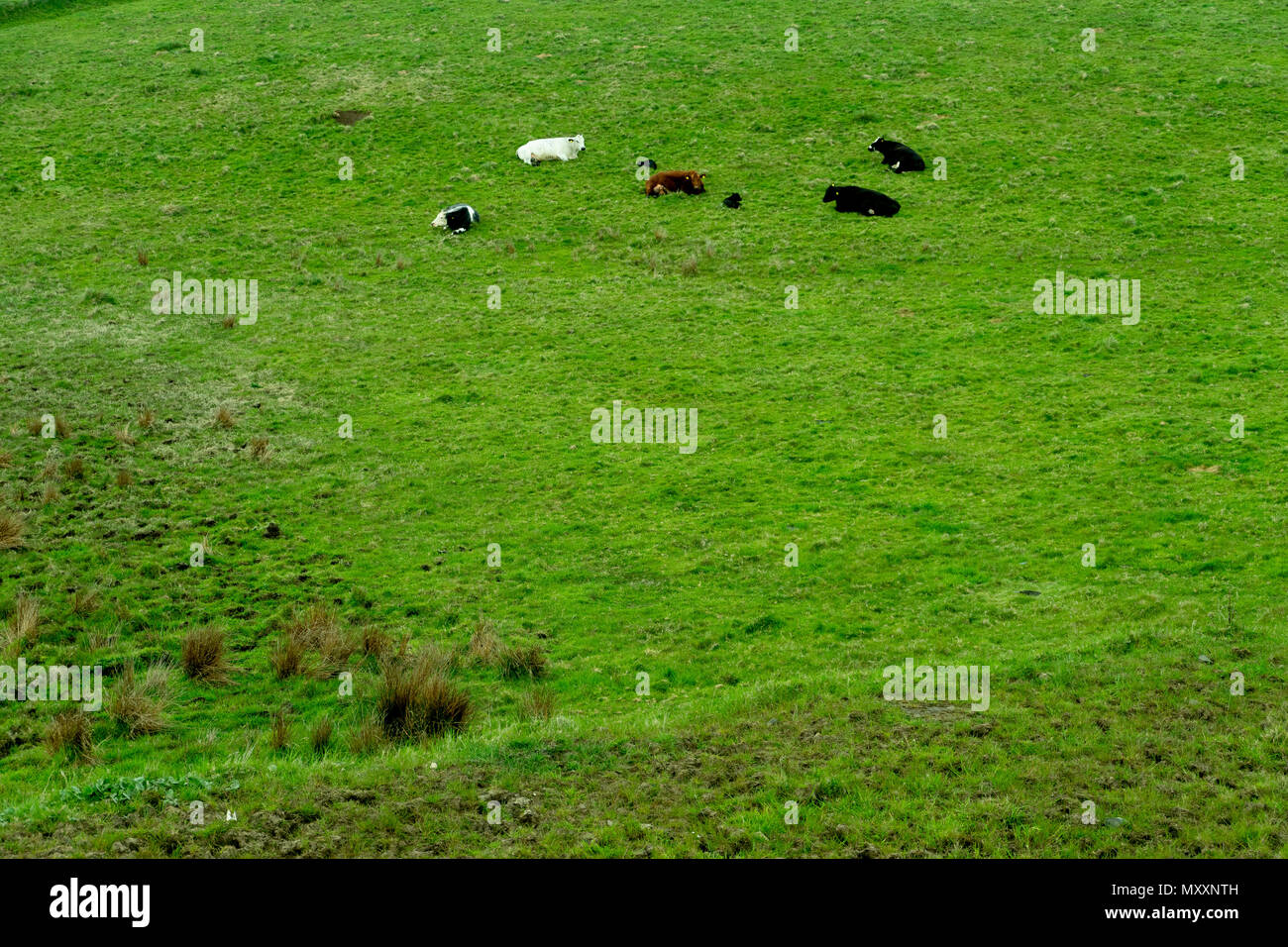 Agriculture land northern ireland hi-res stock photography and images ...
