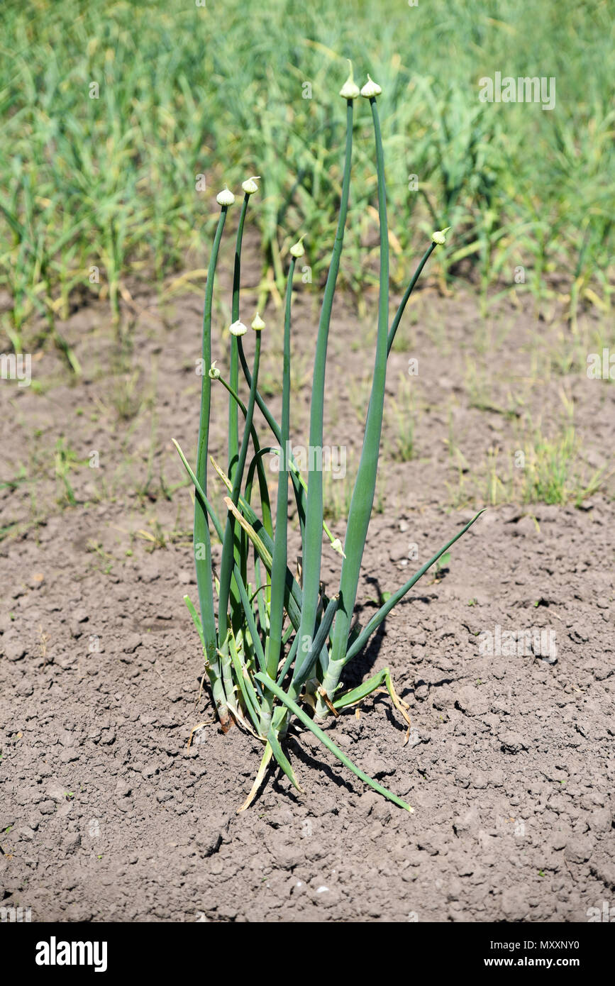 How to grow onion seeds hi-res stock photography and images - Alamy
