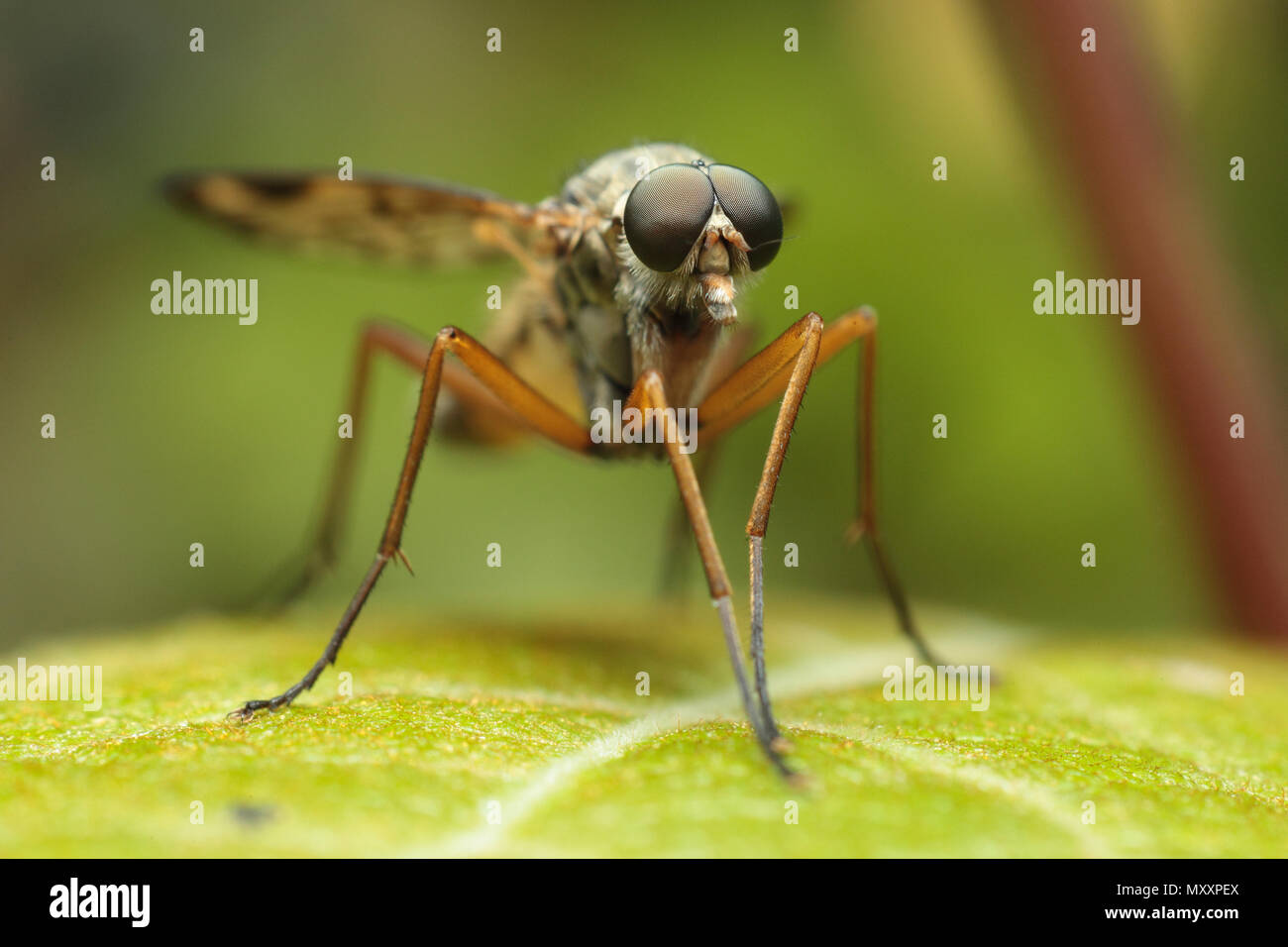 Close up snipe image hi-res stock photography and images - Alamy