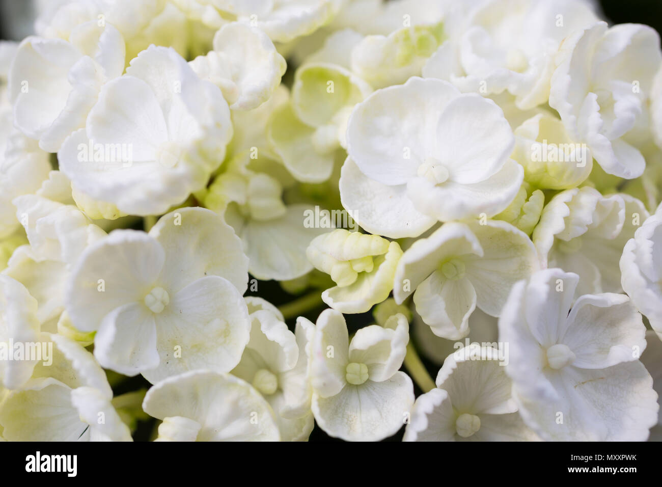 Hydrangea 'Hy-pe Curly Wurly' Stock Photo - Alamy