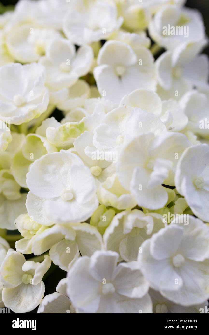 Hydrangea 'Hy-pe Curly Wurly' Stock Photo - Alamy