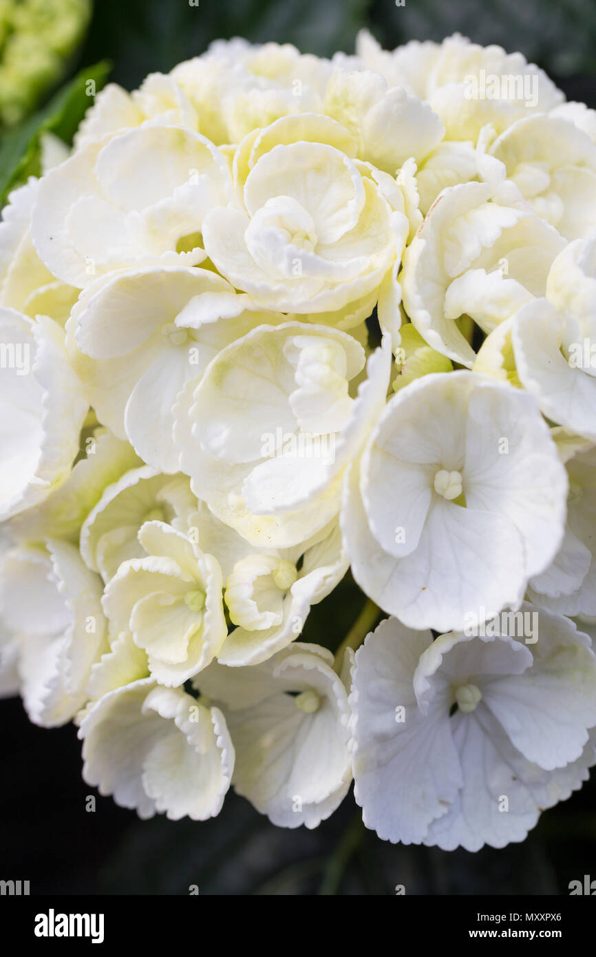 Hydrangea 'Hy-pe Curly Wurly' Stock Photo - Alamy