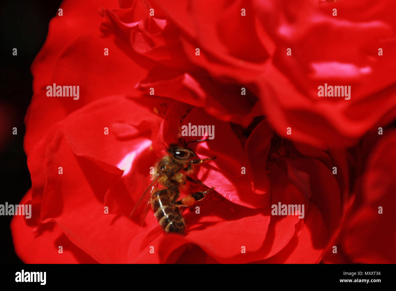 Bee on rose hi-res stock photography and images - Alamy