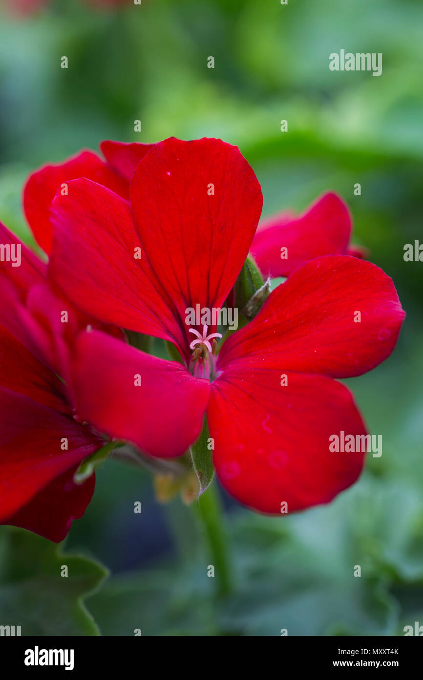 Marcada hi-res stock photography and images - Alamy