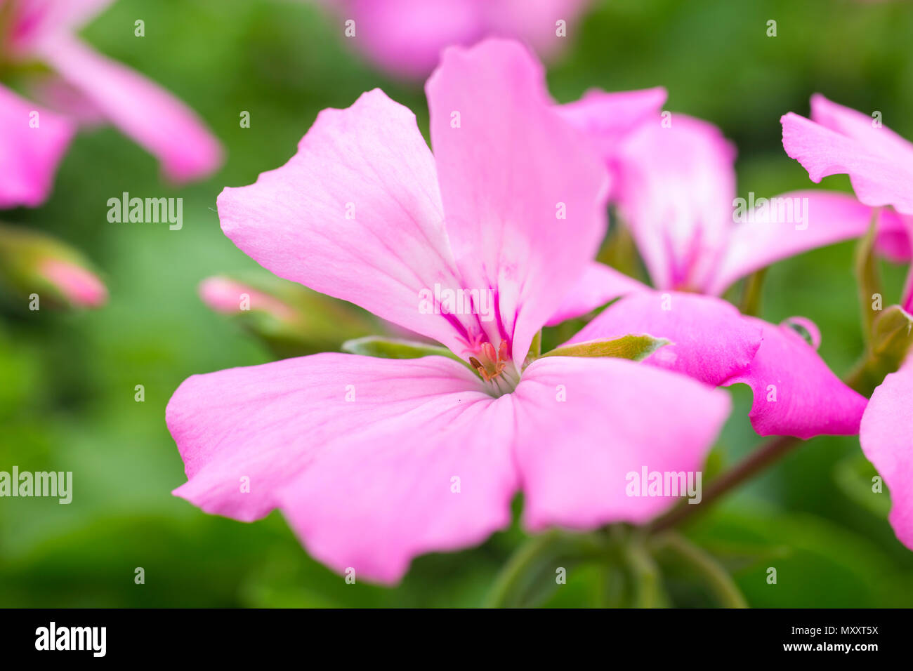 Marcada hi-res stock photography and images - Alamy