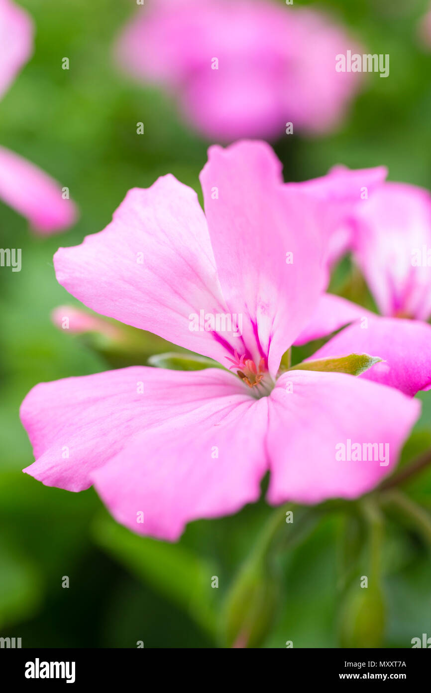 Marcada hi-res stock photography and images - Alamy