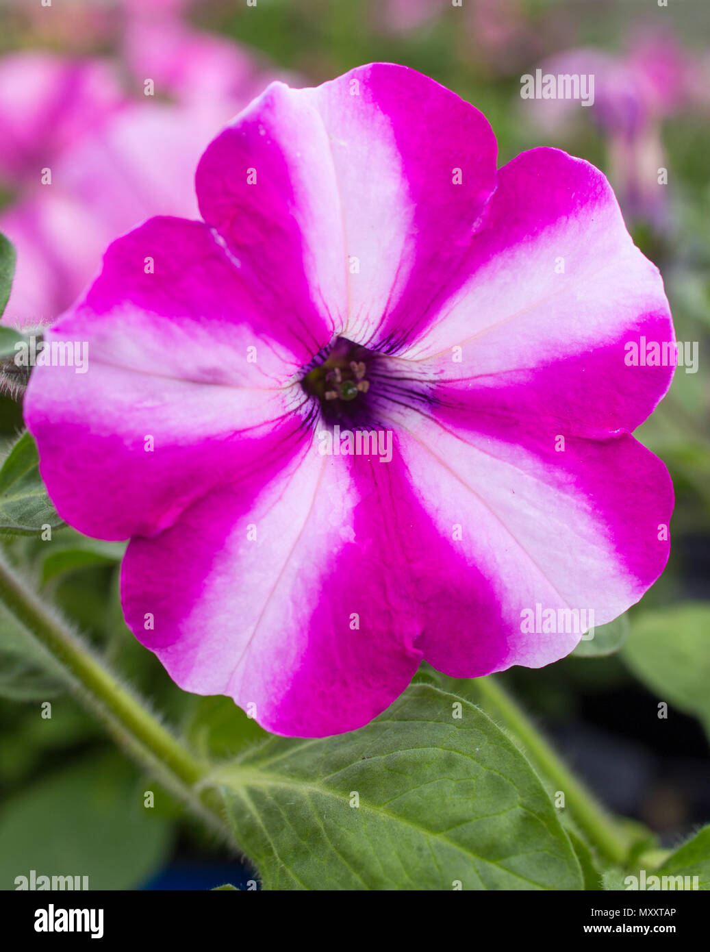 Petunia 'Famous Raspberry Star' Stock Photo - Alamy