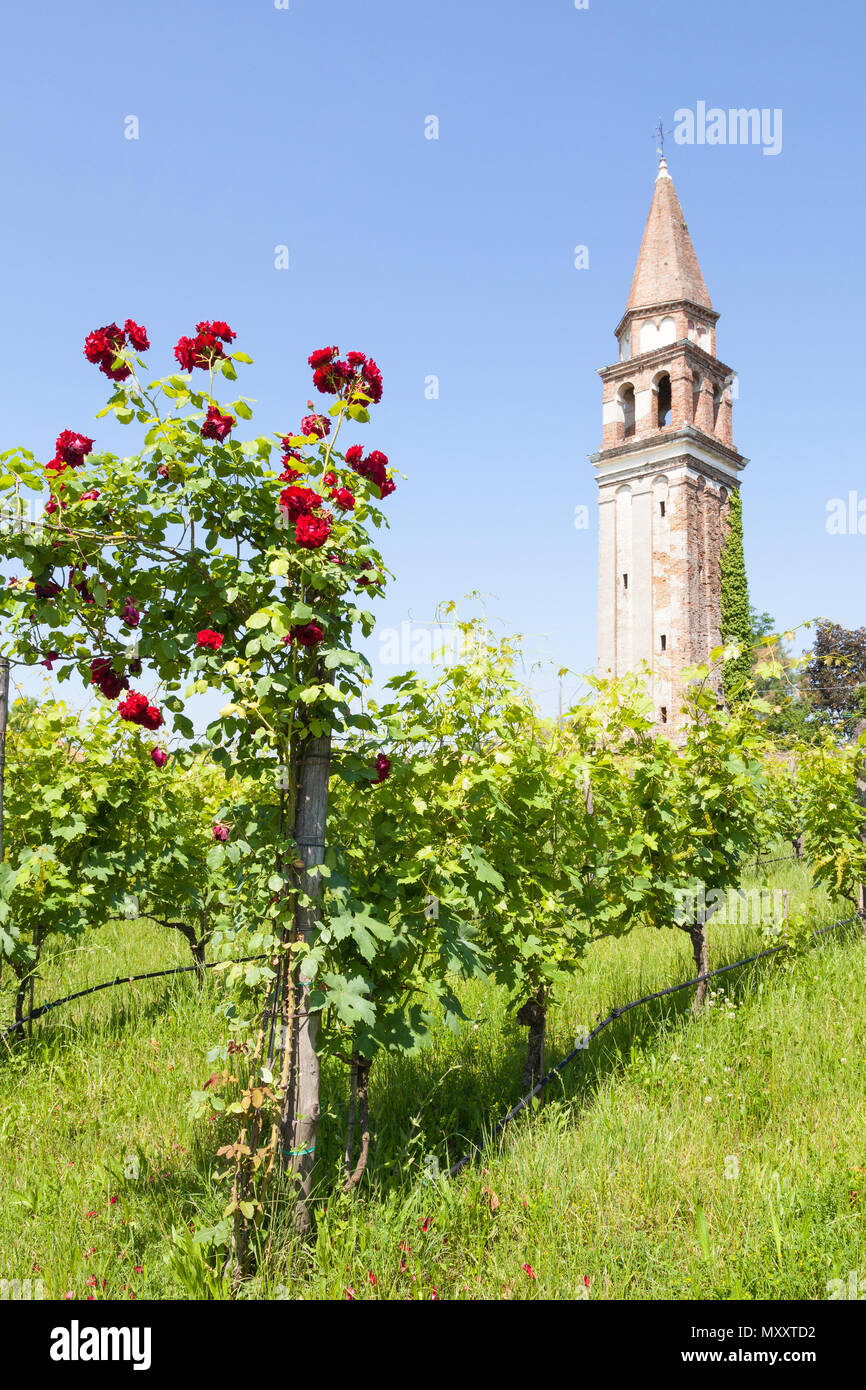 Dorona grape hi-res stock photography and images - Alamy