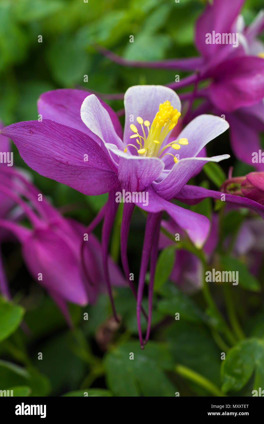 Aquilegia 'Nightingale' Songbird Series Stock Photo - Alamy