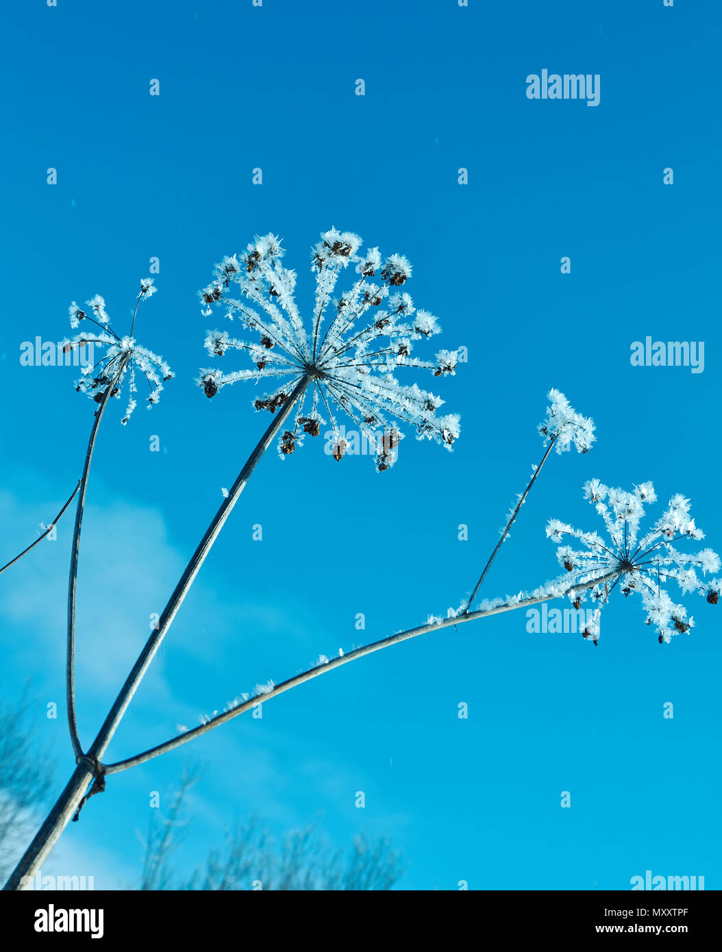 Crystal snow-flowers against the blue sky. Winter wonder of nature ...