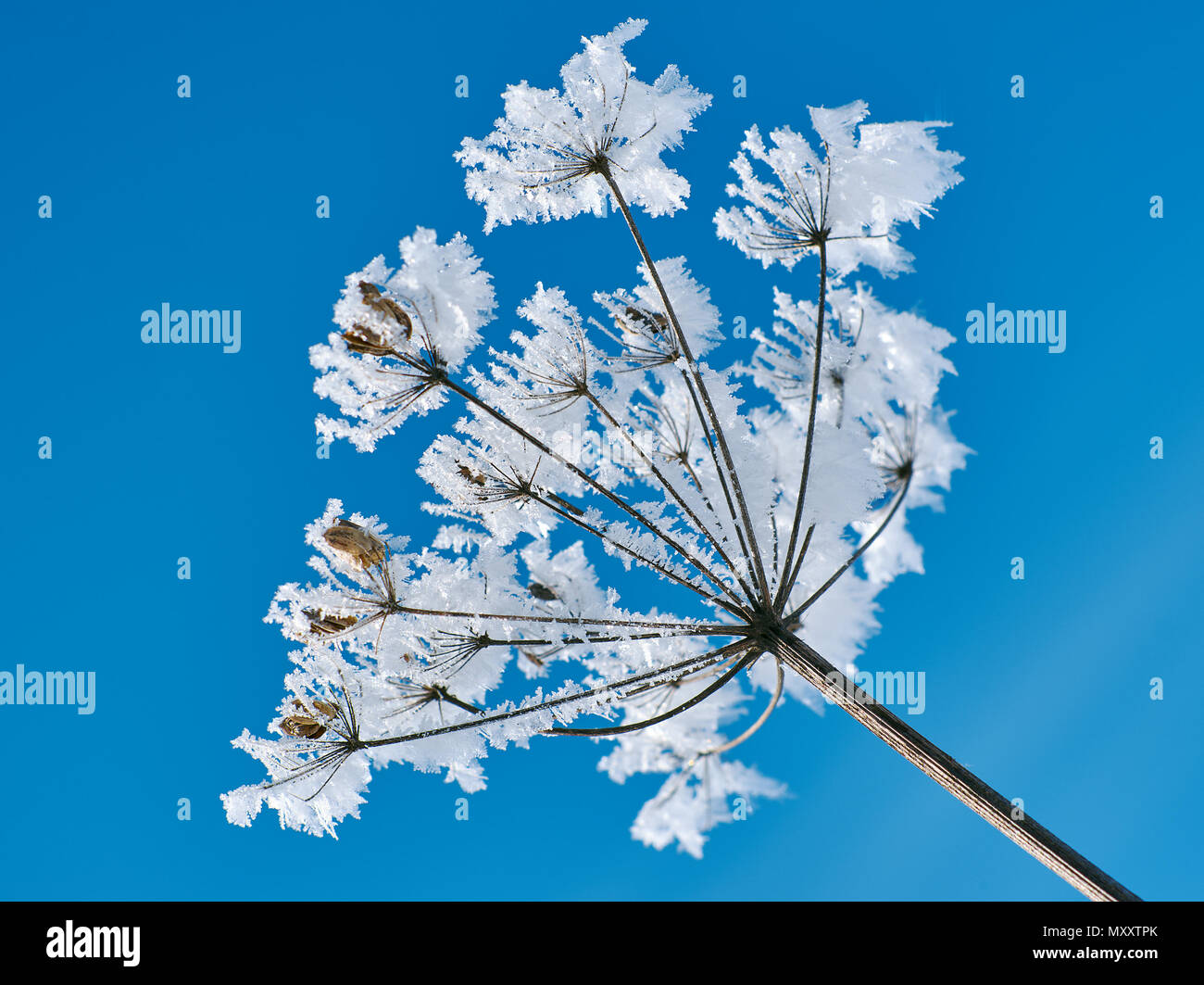 Crystal snow-flowers against the blue sky. Winter wonder of nature ...