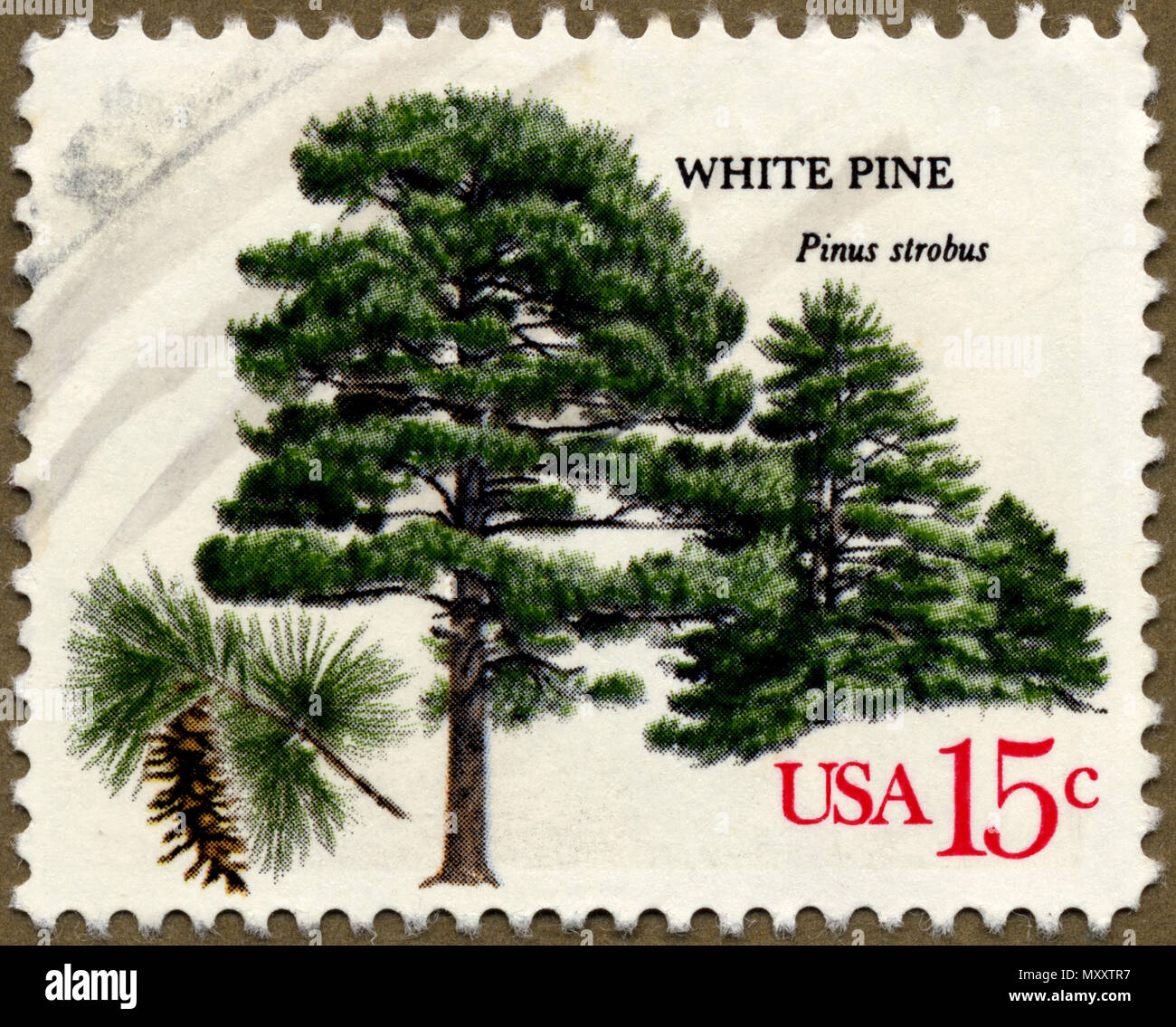 White Pine (Pinus Strobus) Stamp Stock Photo - Alamy