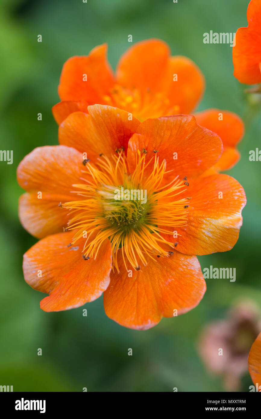 Geum coccineum 'Cooky' Stock Photo - Alamy