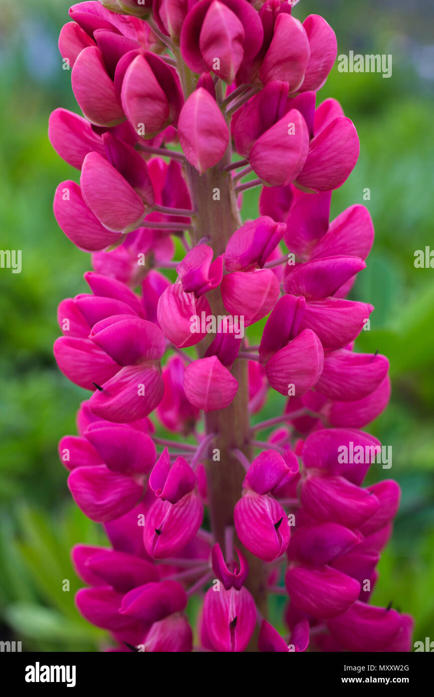 Lupinus 'Gallery Red' Gallery Series Stock Photo - Alamy