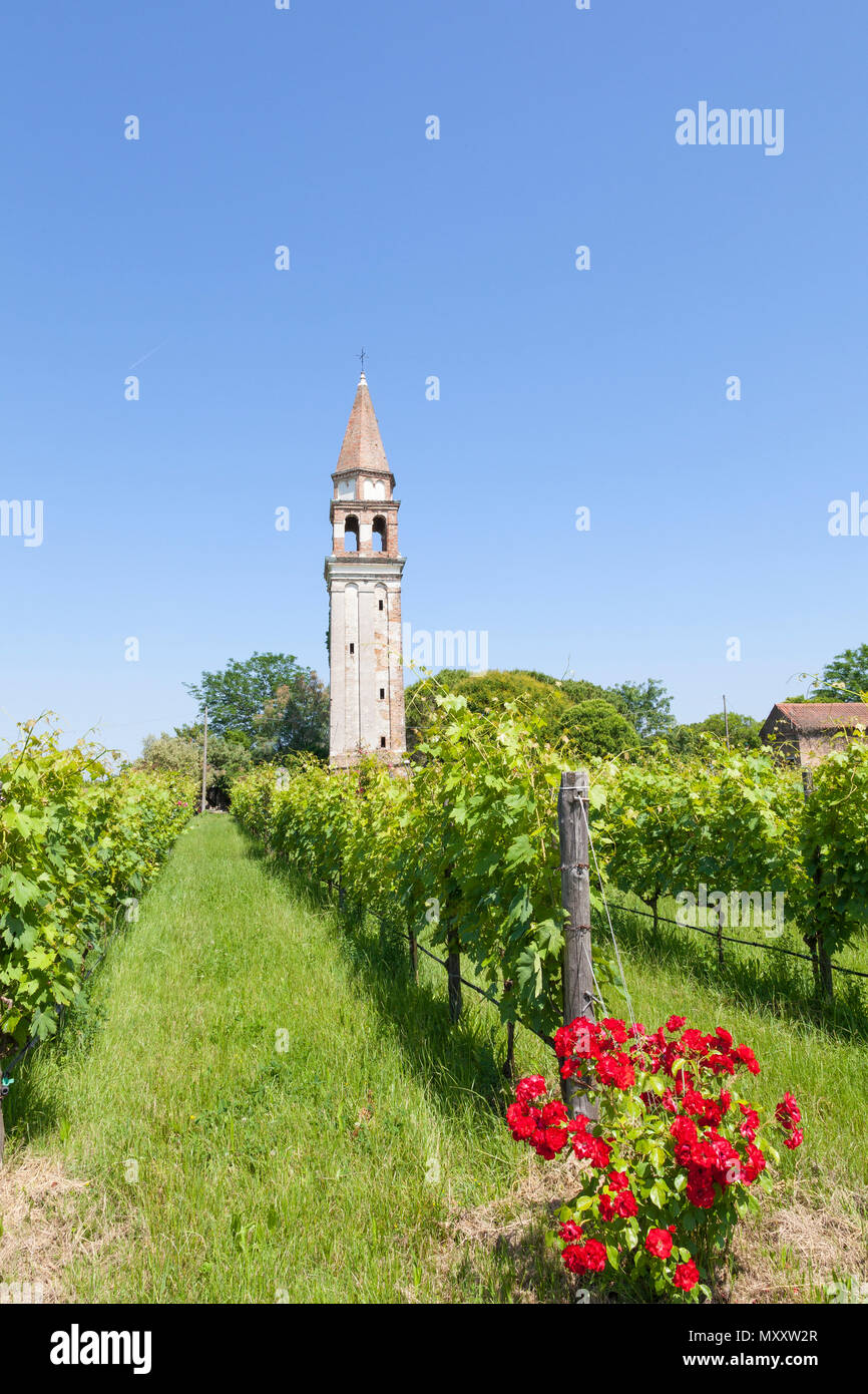 Bell Tower of Santa Caterina Monastery and dorona grape vineyards of ...