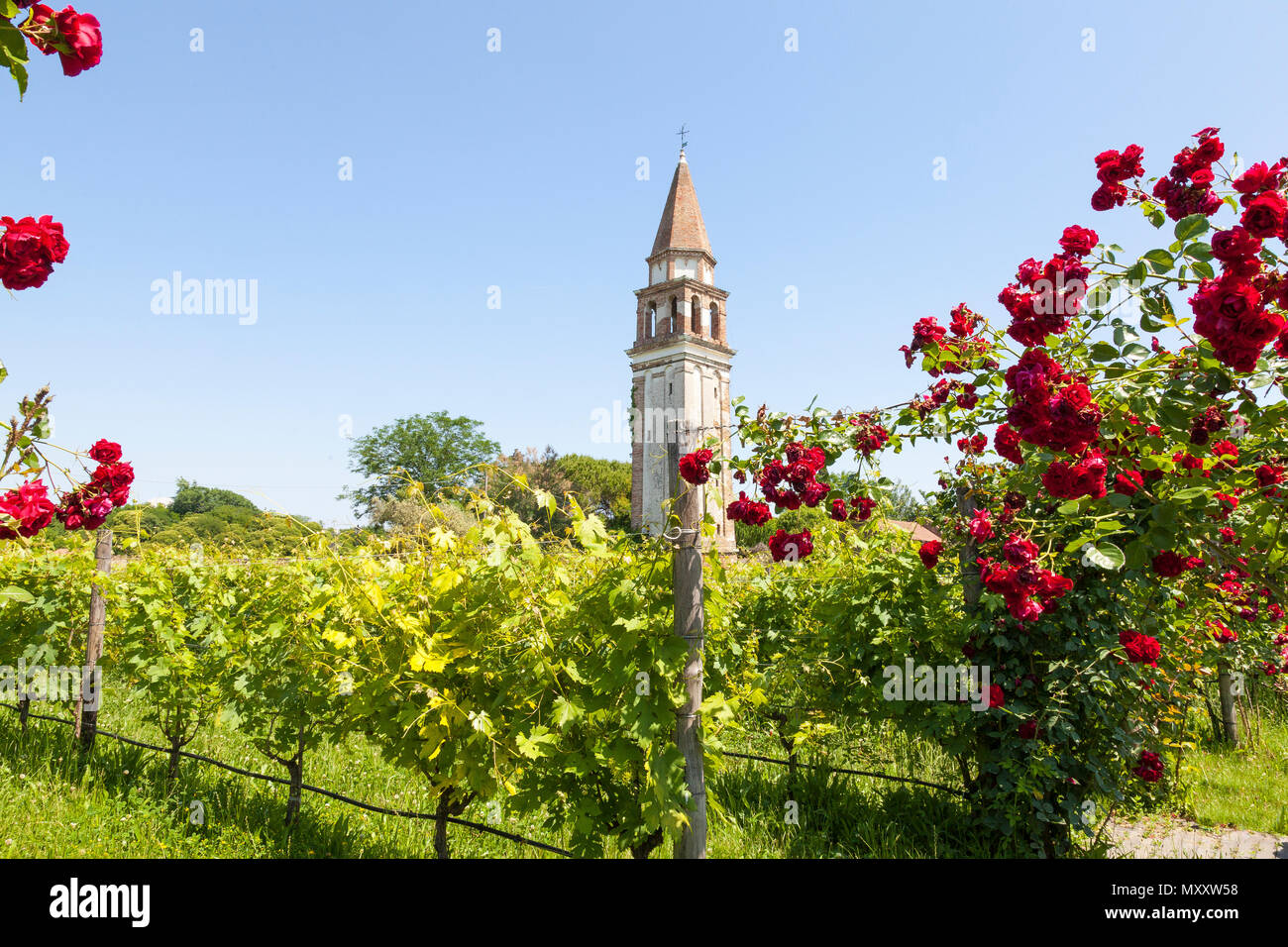 Bell Tower of Santa Caterina Monastery and dorona grape vineyards of ...