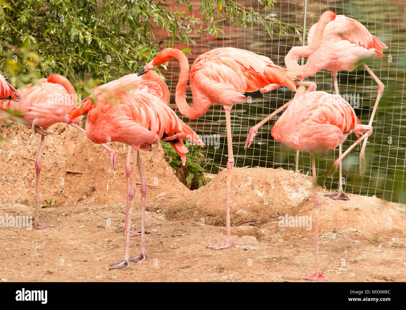 Flamingo enclosure hi-res stock photography and images - Alamy