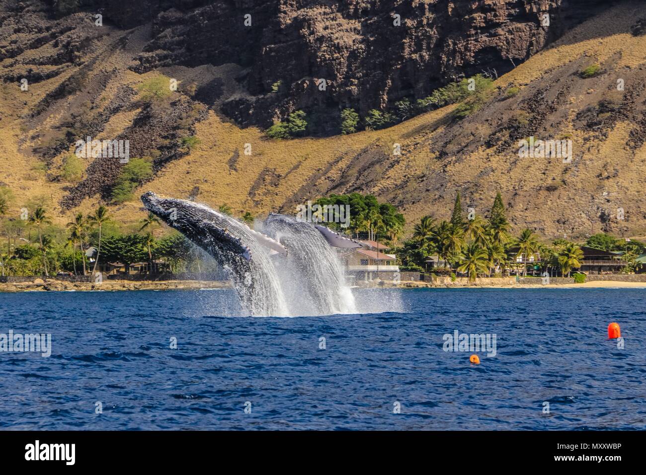 A Humpback whale DOUBLE BREACH! Stock Photo - Alamy