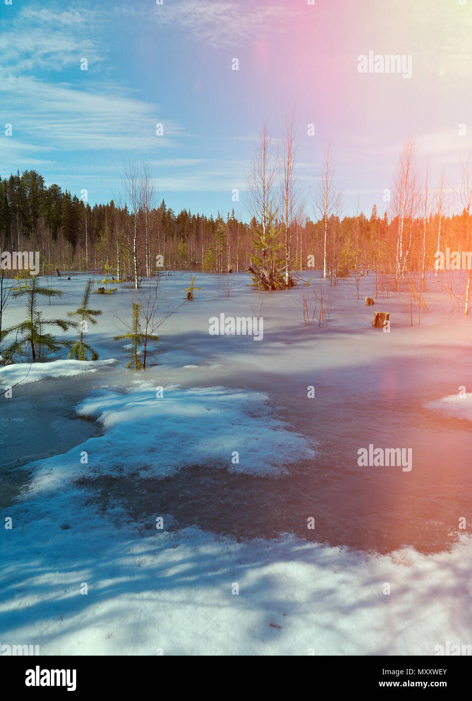 Snowy Russian landscape in the spring forest Stock Photo - Alamy