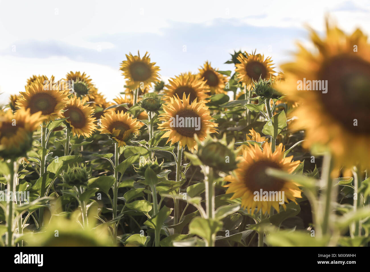 a very beautiful field of sunflowers in very hot summer day Stock Photo ...