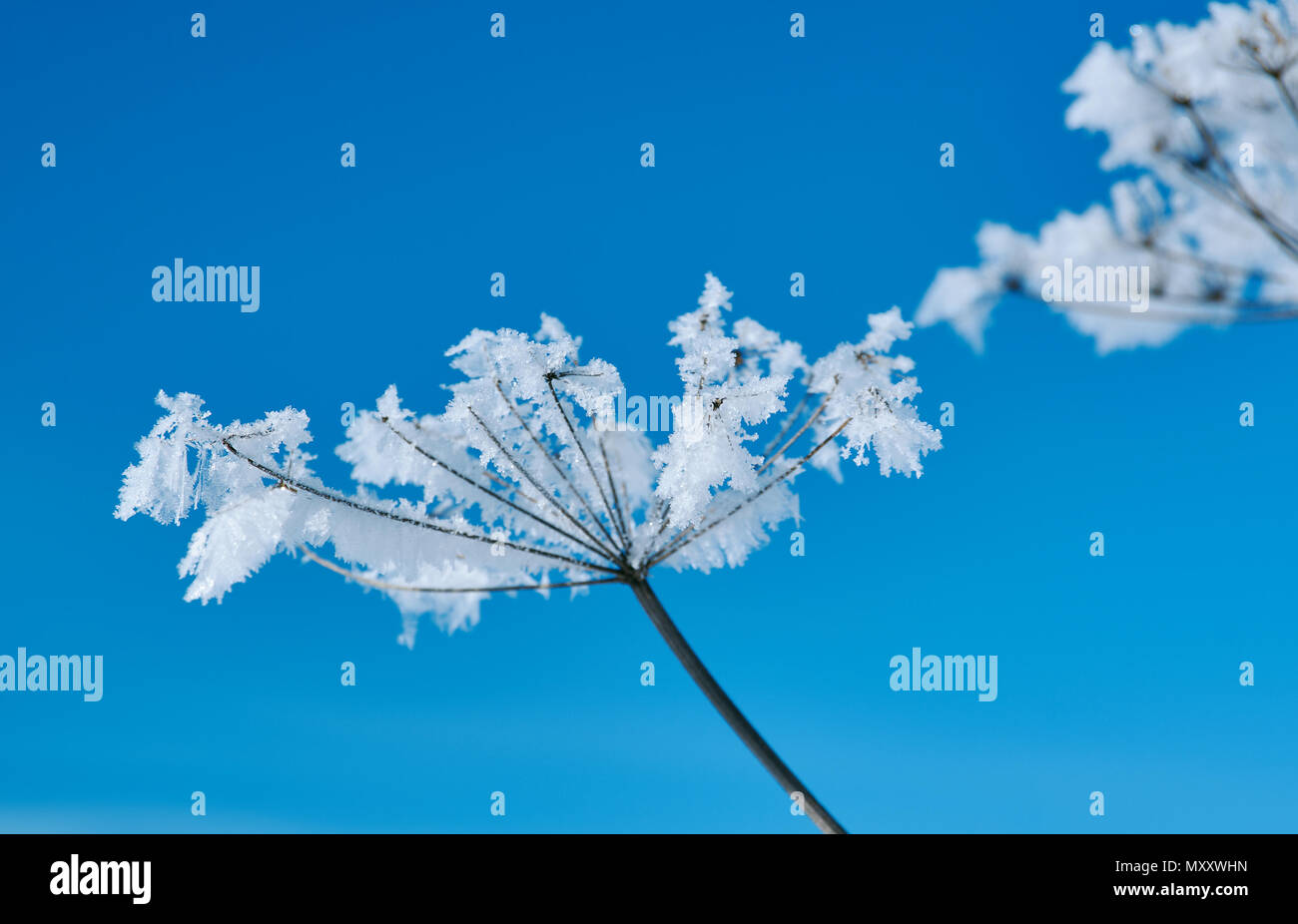 Crystal snow-flowers against the blue sky. Winter wonder of nature ...