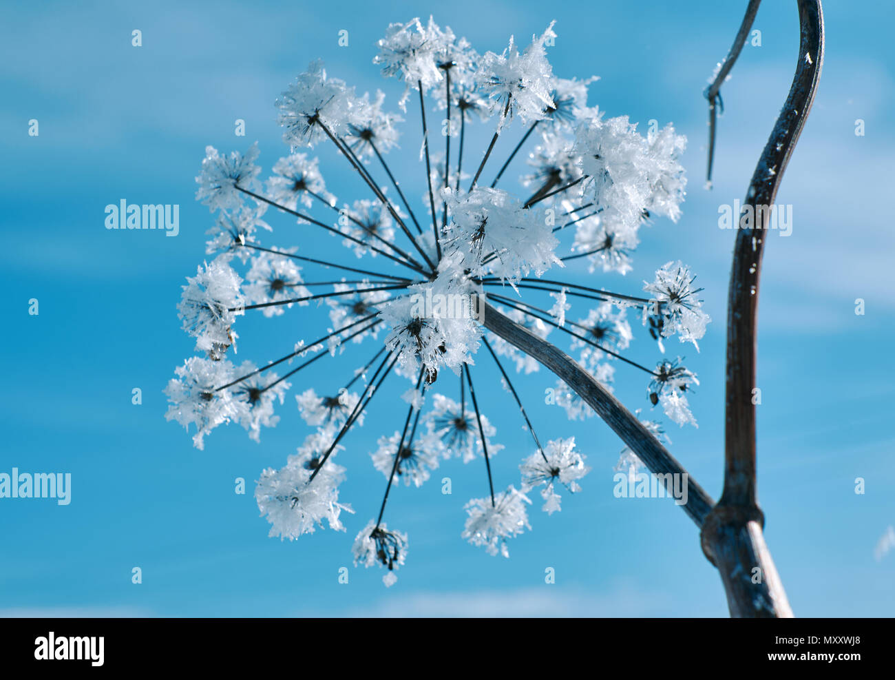 Crystal snow-flowers against the blue sky. Winter wonder of nature ...