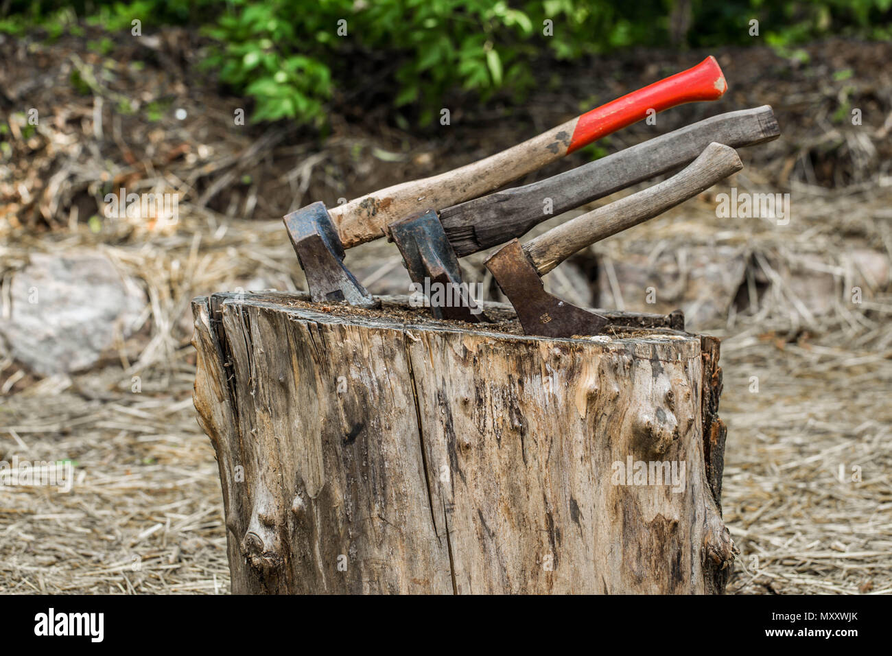 Axe stuck in treeold axe stuck in a stump, on a background of straw ...