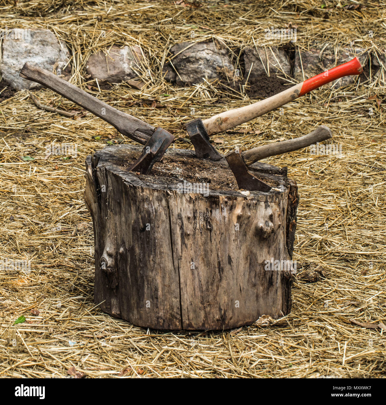 Axe stuck in treeold axe stuck in a stump, on a background of straw ...