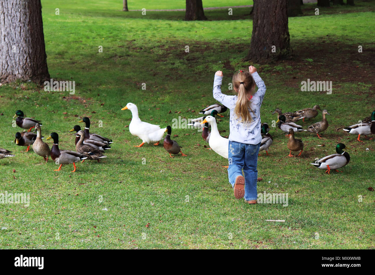 A little girl chasing ducks at the park Stock Photo - Alamy