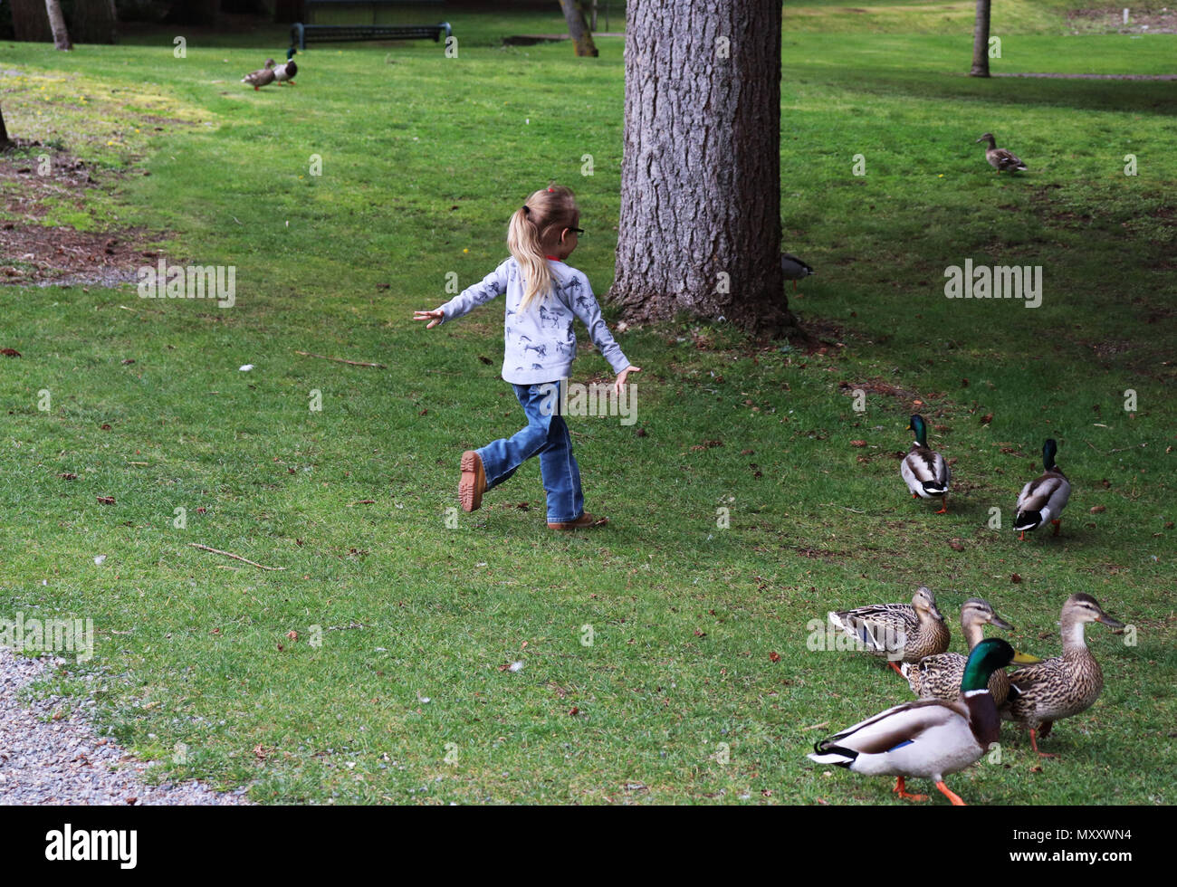 A little girl chasing ducks at the park Stock Photo - Alamy