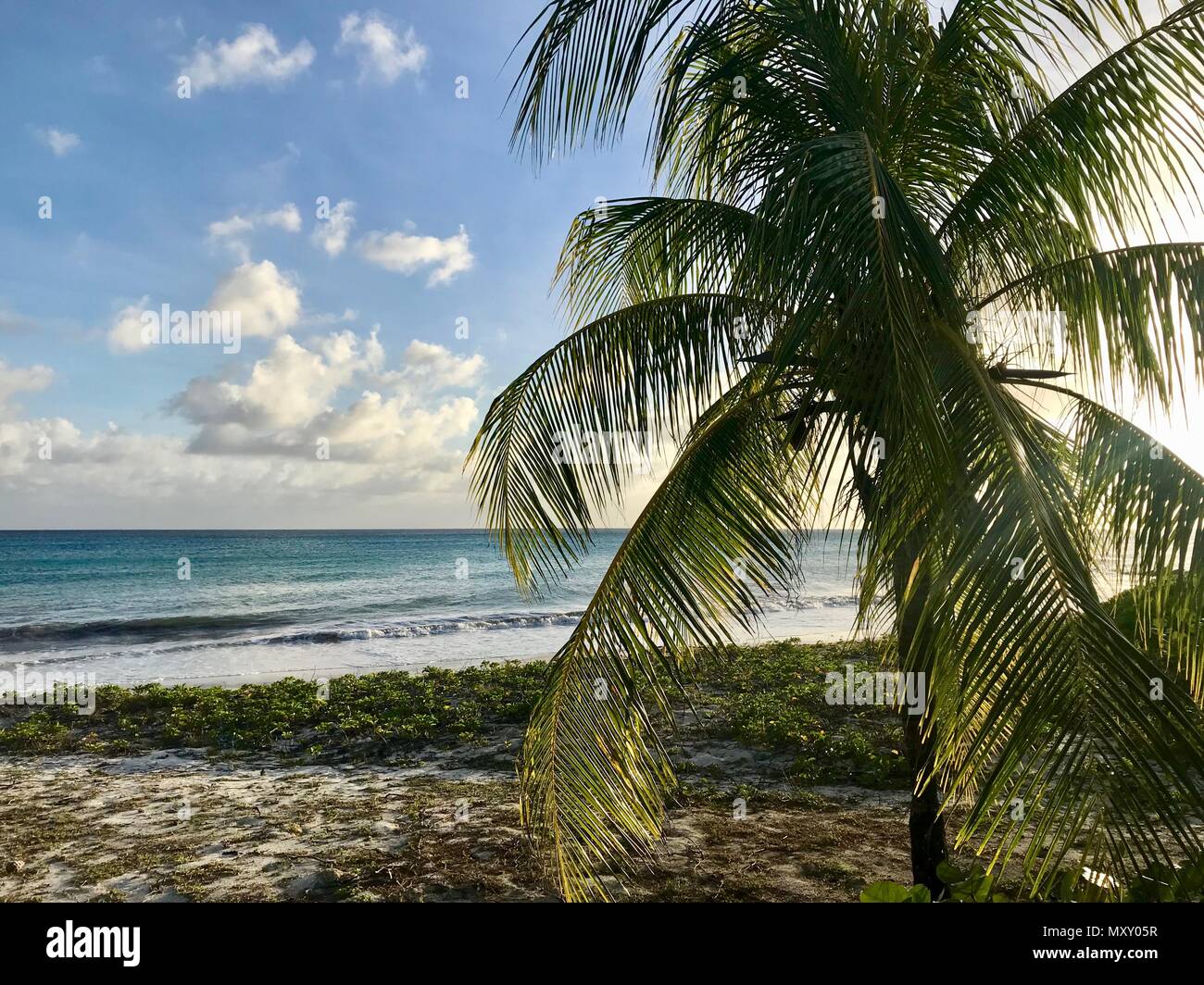 Idyllic & beautiful beach in Barbados (Caribbean island) creating the ...