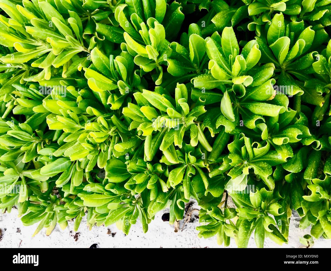 Lush green Crassulaceae (stonecrop family) plant on the beach of ...