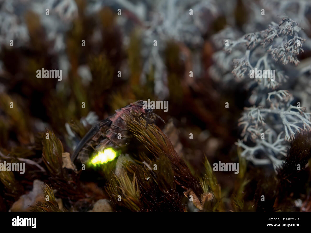 Common glow-worm glowing in the dark summer night Stock Photo - Alamy