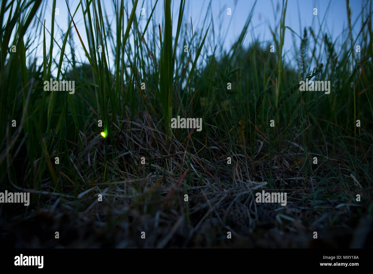 Common glow-worm glowing in the dark summer night Stock Photo - Alamy