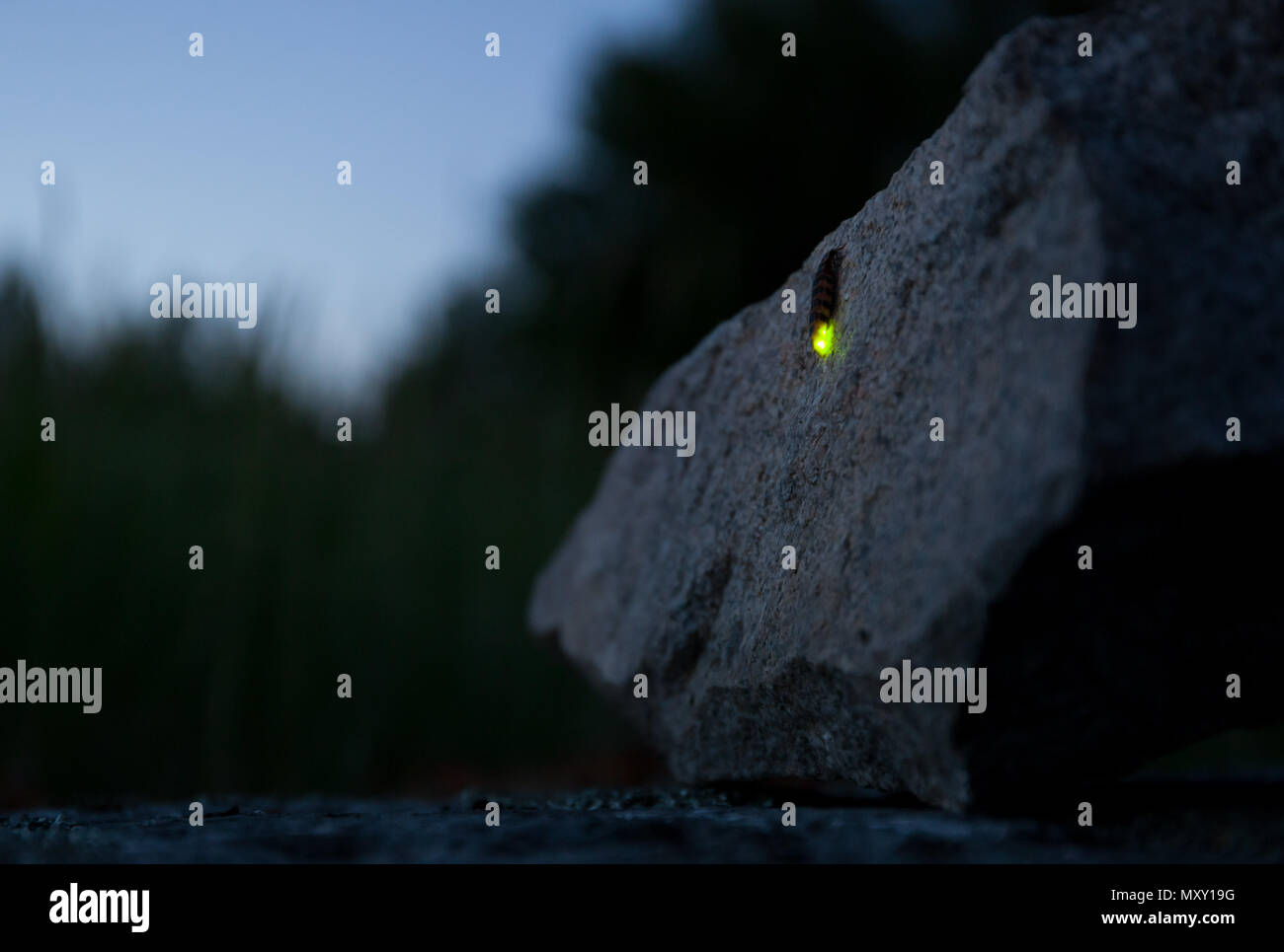 Common glow-worm glowing in the dark summer night Stock Photo - Alamy