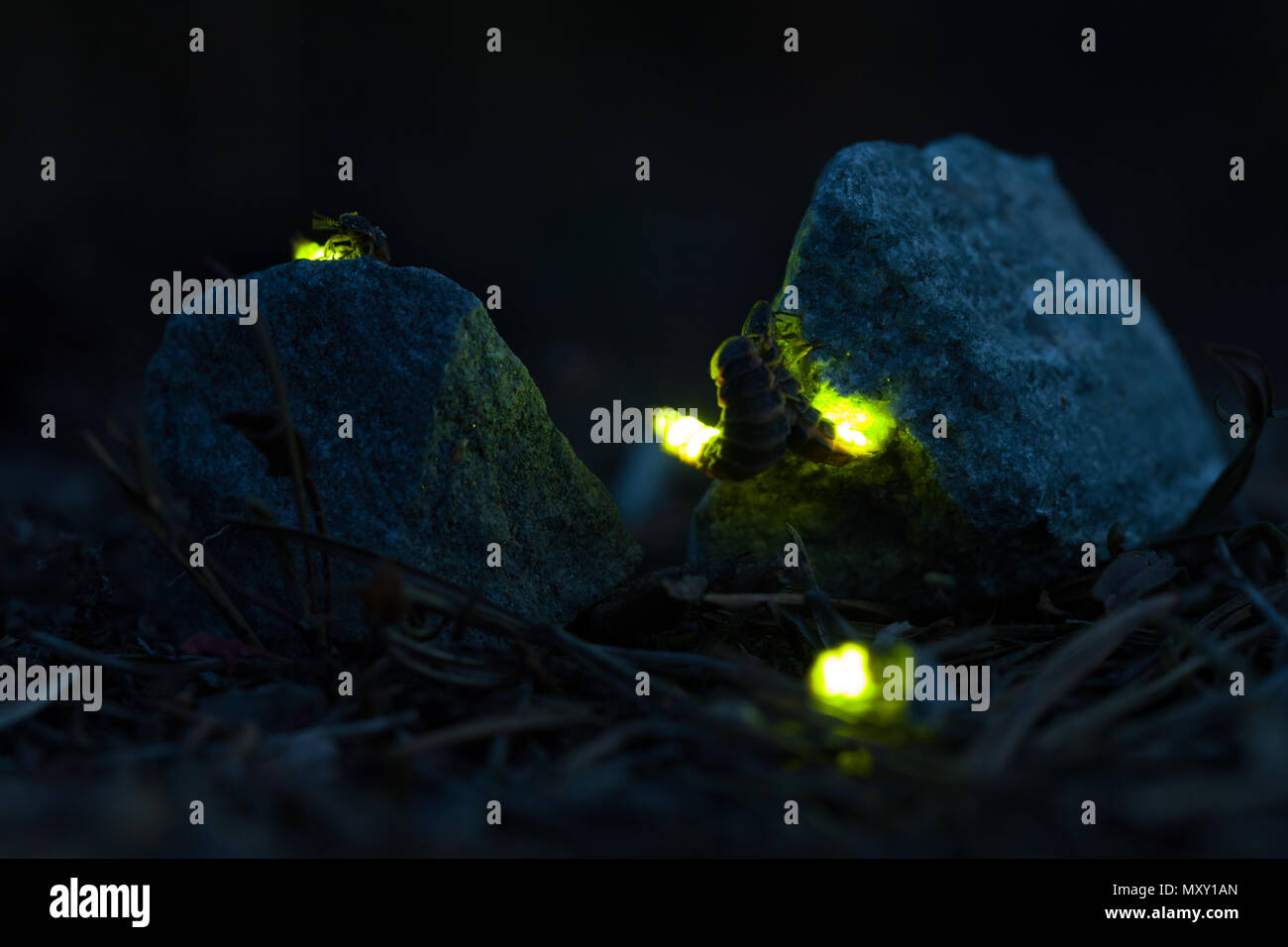 Female common glow worm hi-res stock photography and images - Alamy