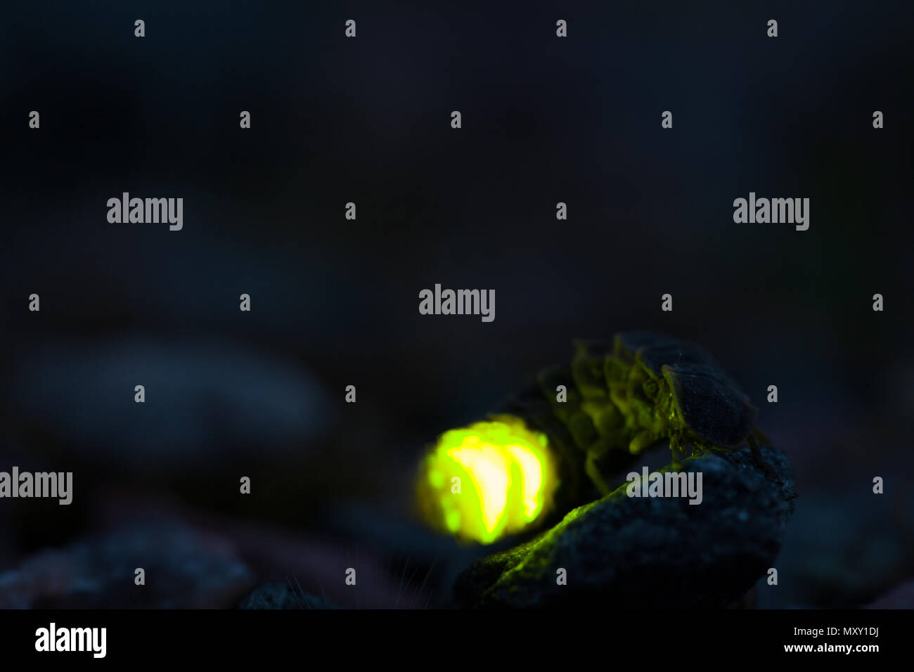 Common glow-worm glowing in the dark summer night Stock Photo - Alamy