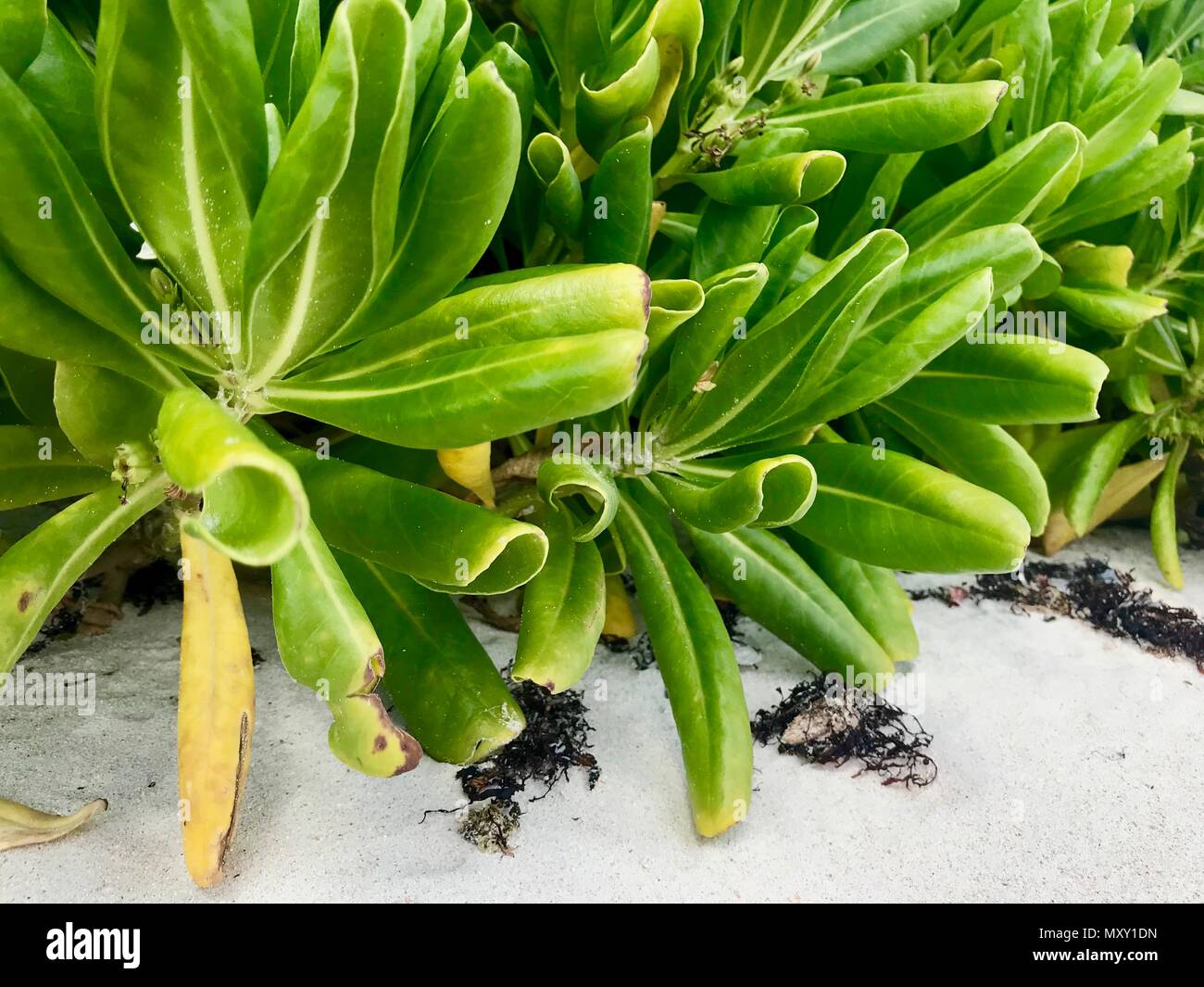 Lush green Crassulaceae (stonecrop family) plant on the beach of ...