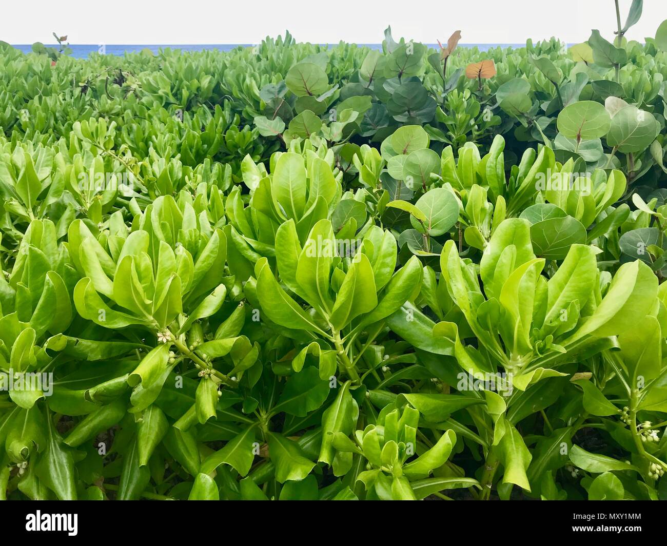 Lush green Crassulaceae (stonecrop family) plant on the beach of ...